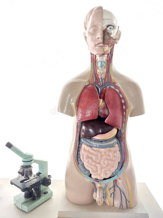 Anatomy Human Body Model with Microscope Stock Image - Image of larynx, inside: 305667351