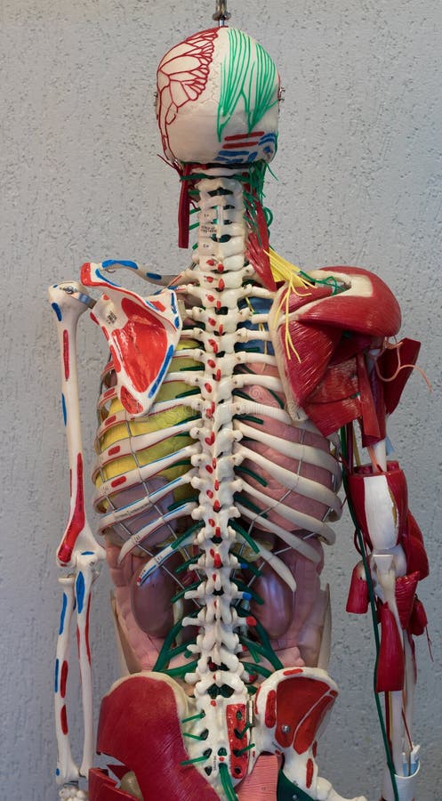 Anatomy Human Body Model. Part of Human Body Model with Organ System ...