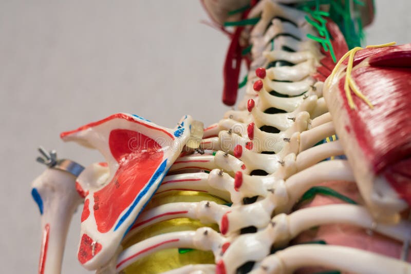 Anatomy human body model. stock image. Image of educational - 90318505