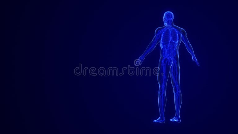 Abdomen Anatomy Organs Stock Illustrations 2598 Abdomen Anatomy Organs Stock Illustrations