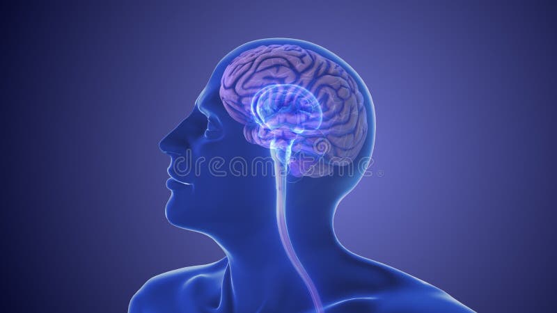 Anatomy of the human brain stock footage. Video of medicine - 293219166