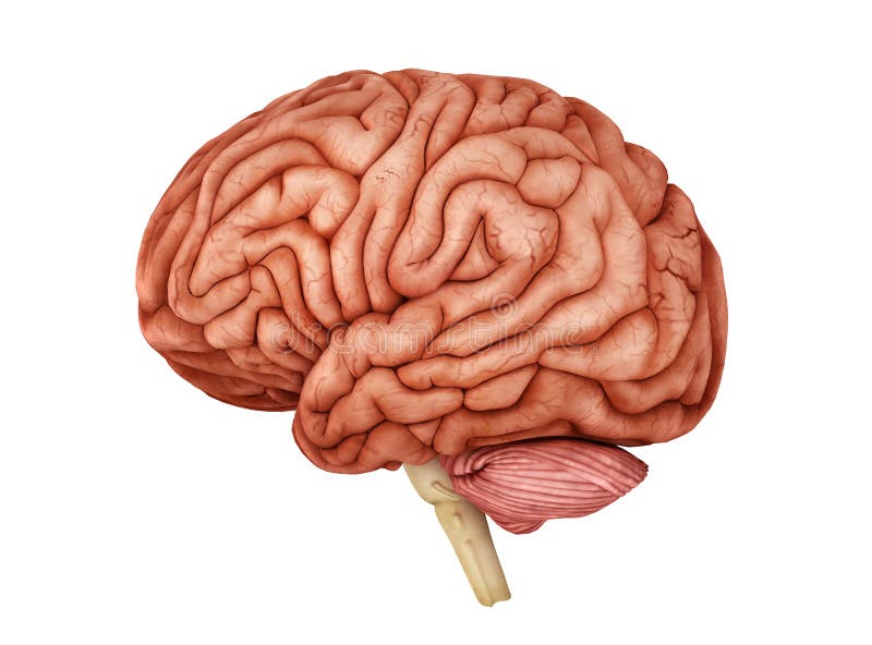 Anatomy of Human Brain, Side View. Stock Illustration - Illustration of ...