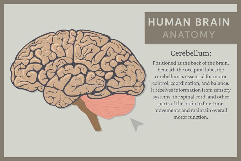 Anatomy of the Human Brain: Structure and Functions. Vector ...