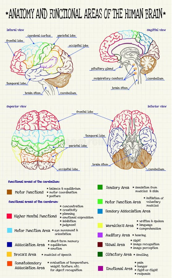 The Anatomy of the Human Brain Side View Stock Vector - Illustration of ...
