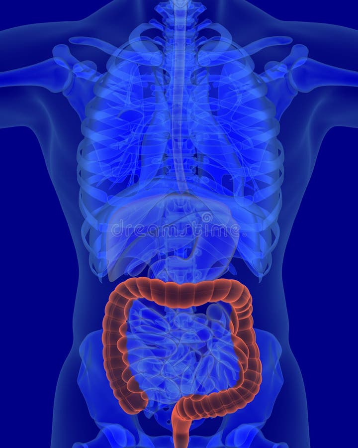 Anatomy of Human Colon with Digestive Organs Stock Illustration ...