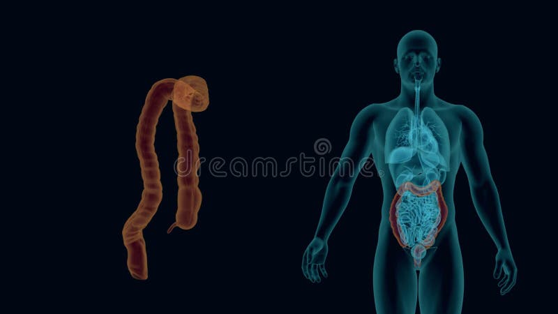Anatomy of Human Colon in X-ray View 3d Animation Stock Video - Video ...