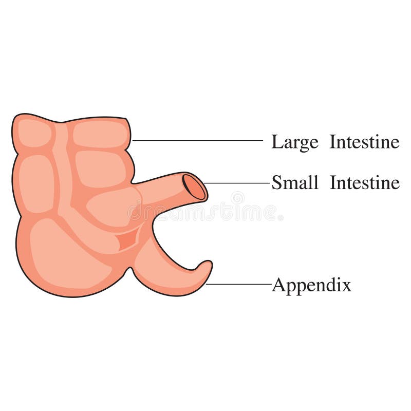 Anatomy of the Human Digestive System with Description of the ...