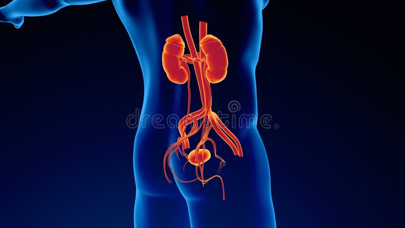 Anatomy of Human Digestive System Stock Illustration - Illustration of ...