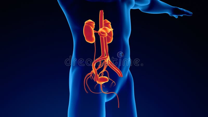 Anatomy of Human Digestive System Stock Illustration - Illustration of ...