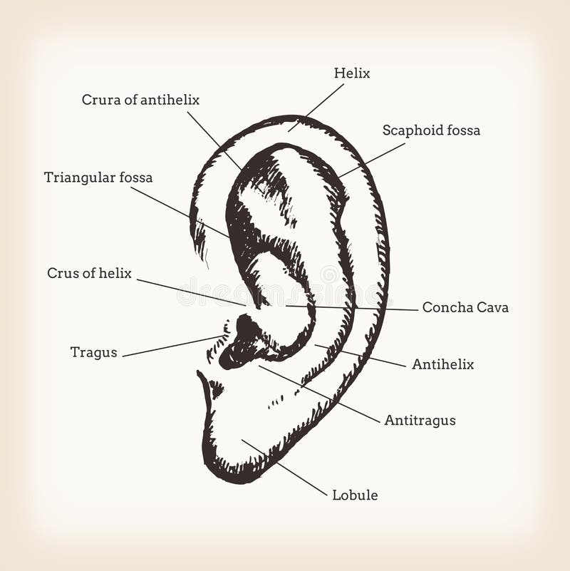Anatomy of Human Ear stock vector. Illustration of health - 92240685