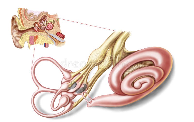 Anatomy of Human Ear, Membranous Labyrinth. Stock Illustration ...