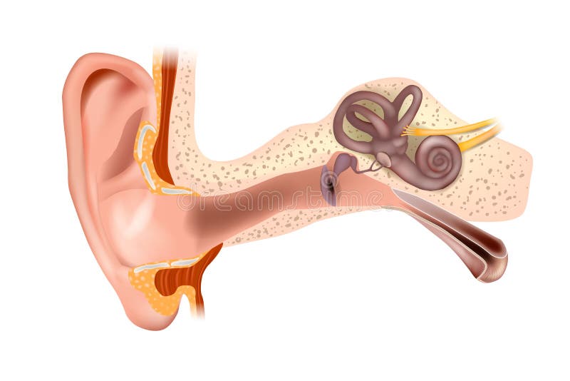 The Inner Ear Cochlea. Cross-section of One Spiral of Cochlea. Organ of ...