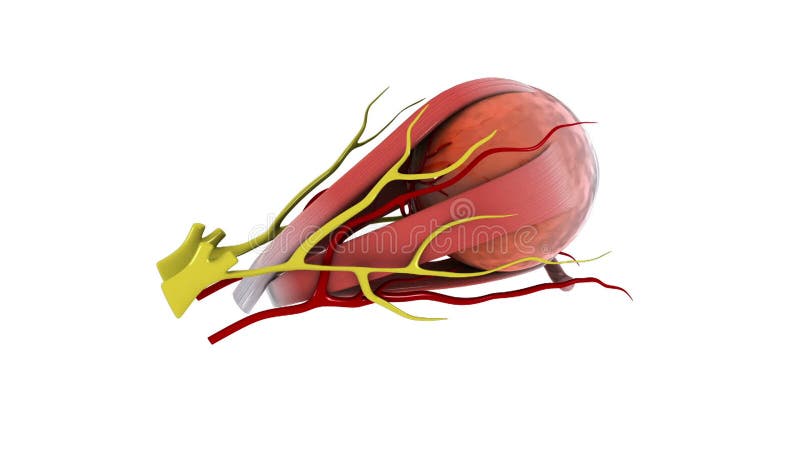 Anatomy of human eye stock video. Video of zonules, fovea - 318902149