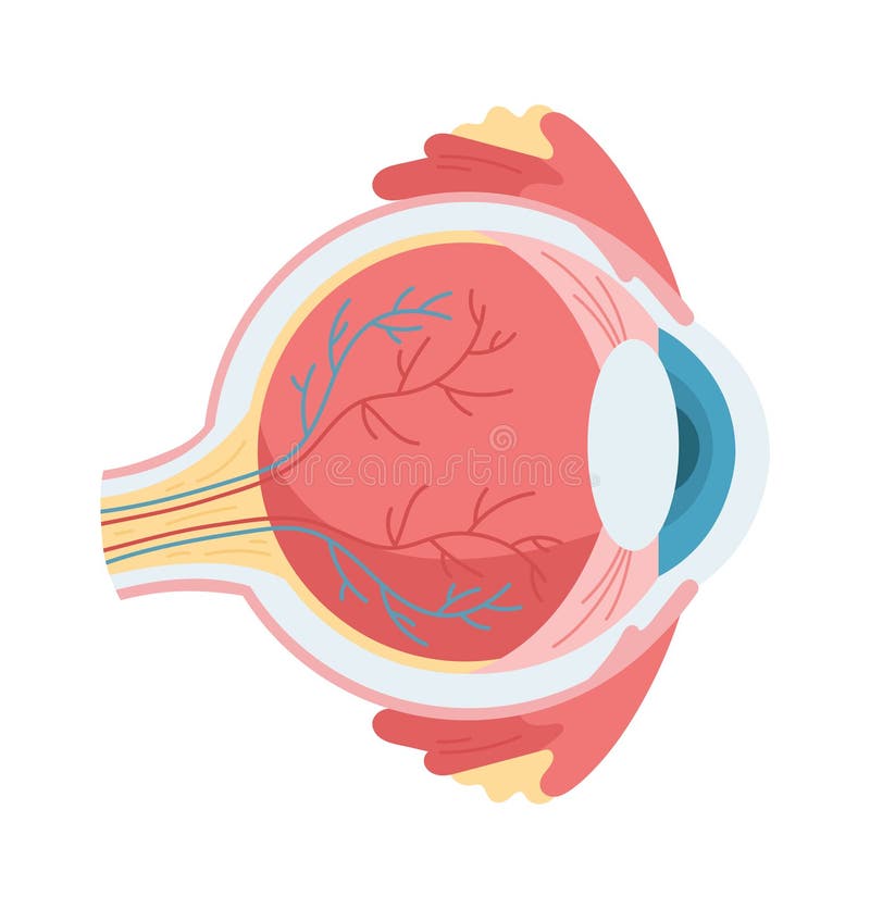 Anatomy of Human Eye stock vector. Illustration of anatomy - 276072971