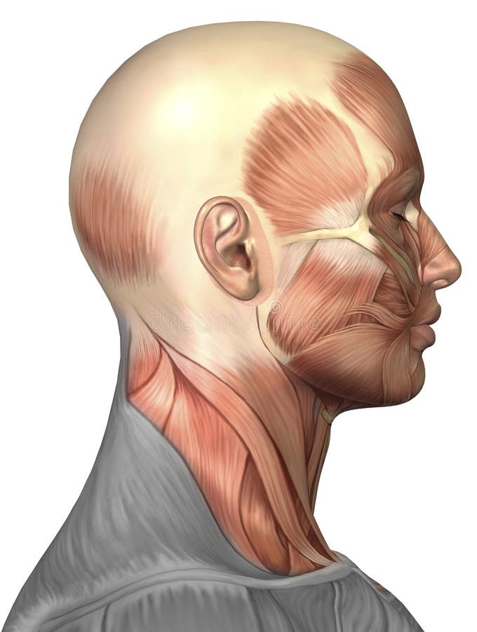 Anatomy of Human Face Muscles, Side View. Stock Illustration ...