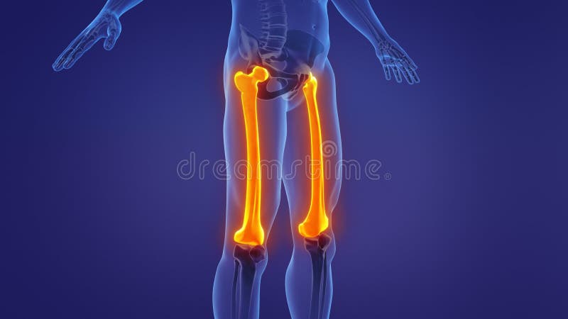 Anatomy Of The Human Femur Stock Illustration Illustration Of Femur 270669385