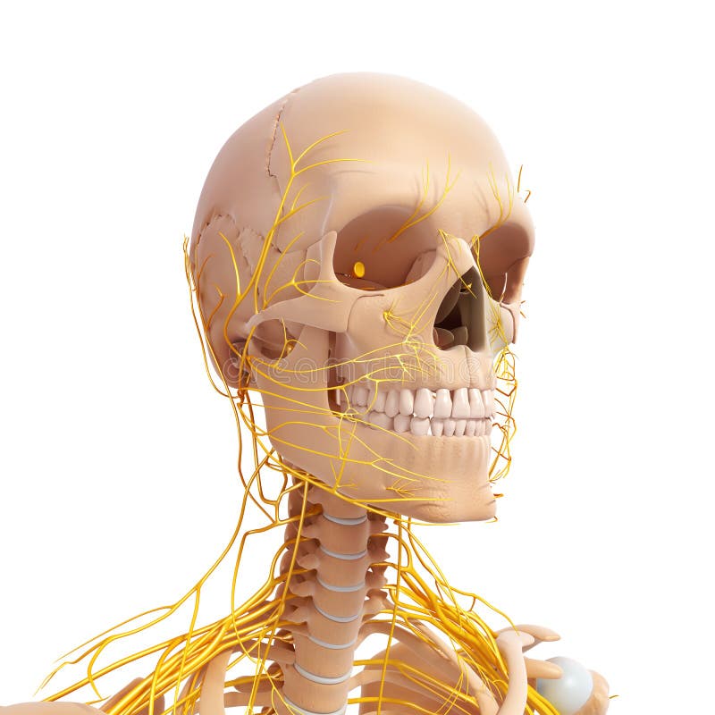 Anatomy of Human Head Nervous System Stock Illustration - Illustration ...