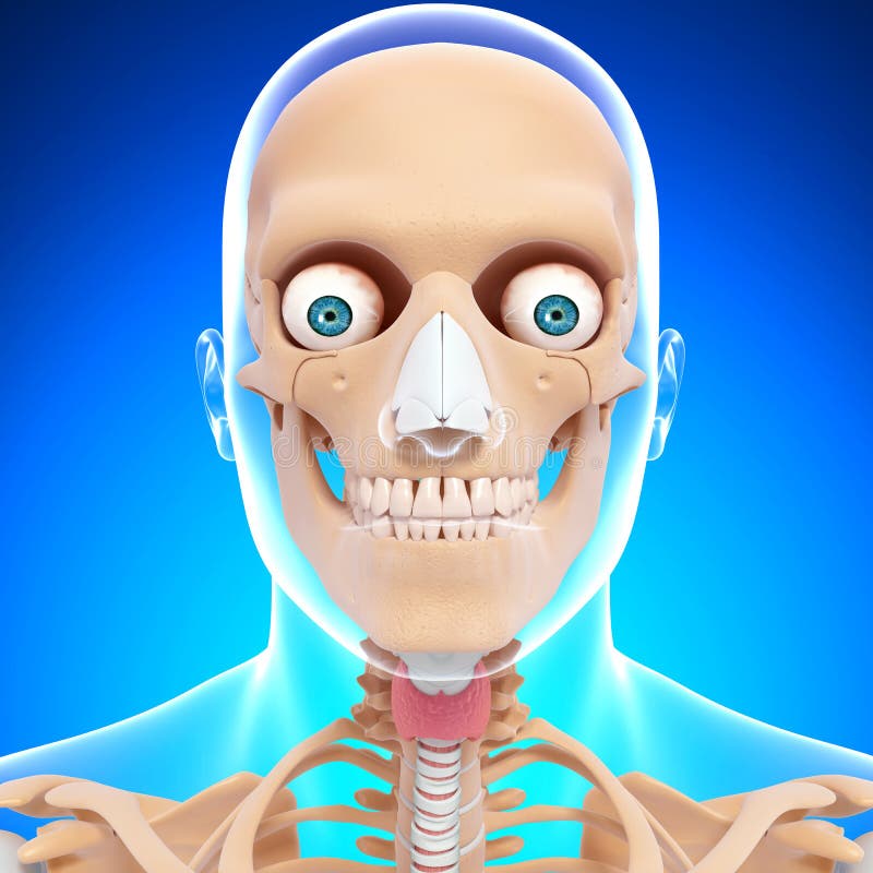 Anatomy of Human Head Skeleton in Blue Stock Illustration ...