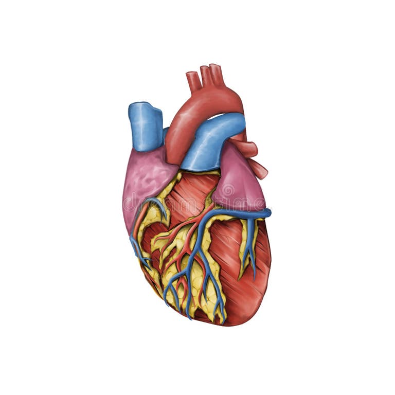 Anatomy of the Human Heart stock illustration. Illustration of alive ...