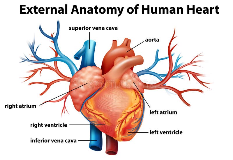Anatomy of Heart stock vector. Illustration of circulation - 31171994