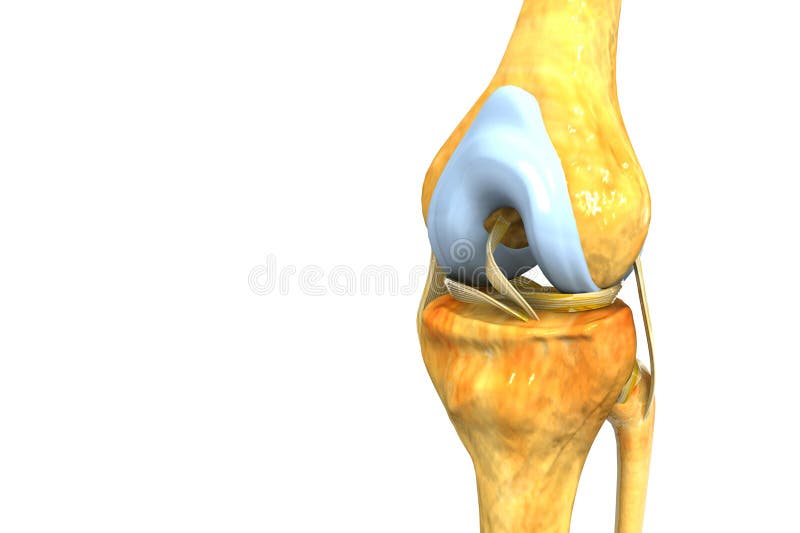 Anatomy of Human Knee Joint Stock Illustration - Illustration of ...
