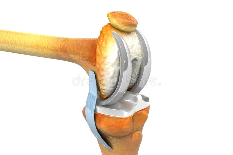 Anatomy of Human Knee Joint Stock Illustration - Illustration of joint ...