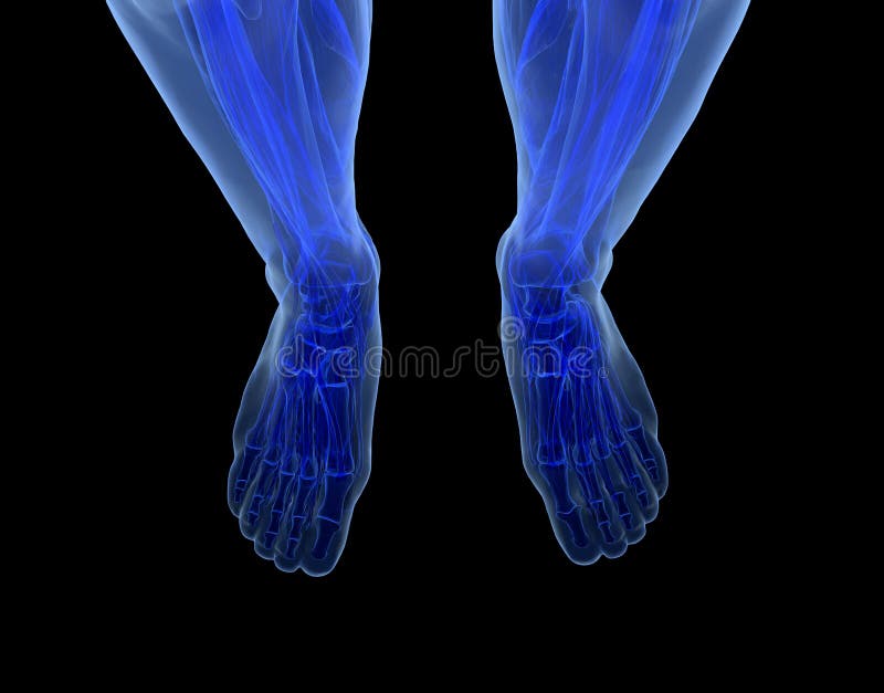 Human Legs stock photo. Image of walk, human, health - 35514736