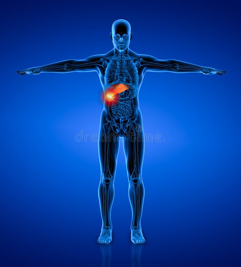 3D Rendering Illustration of Liver Stock Illustration - Illustration of ...
