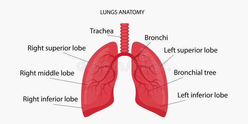 Anatomy of the Human Lungs. Vector Illustration. Stock Vector ...