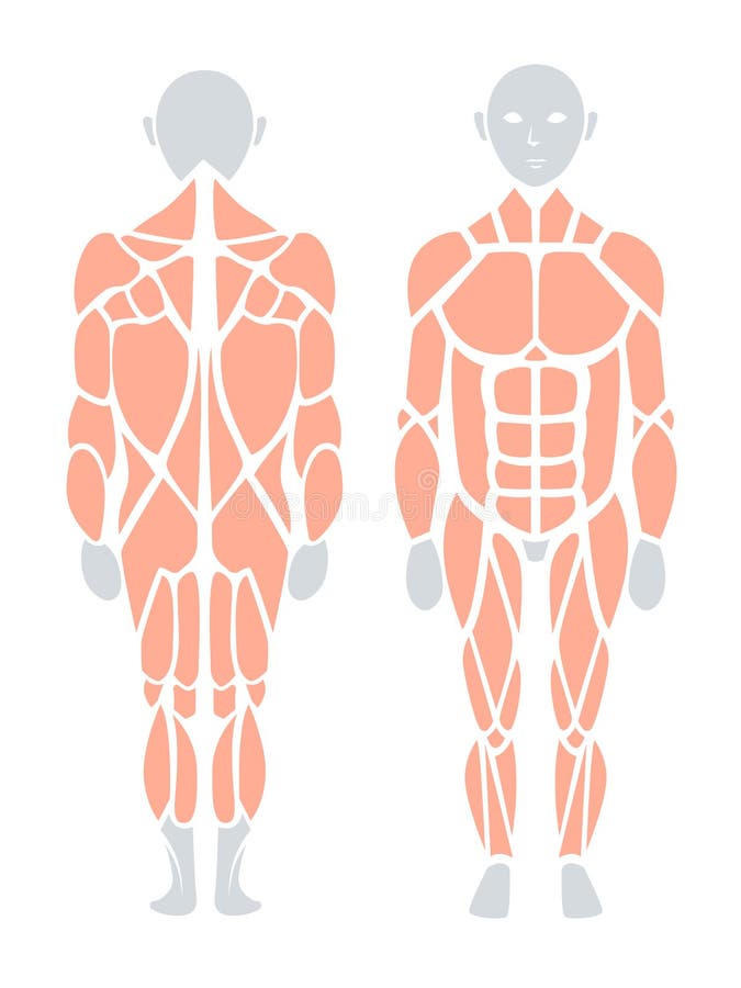 Muscle Diagram Male Body Names Stock Vector Illustration