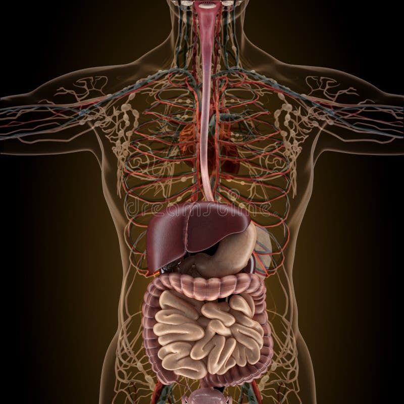 Anatomy of Human Organs in X-ray View Stock Illustration - Illustration ...