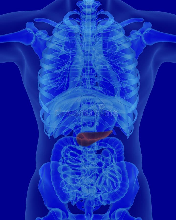 Anatomy of Human Pancreas with Digestive Organs Stock Illustration ...