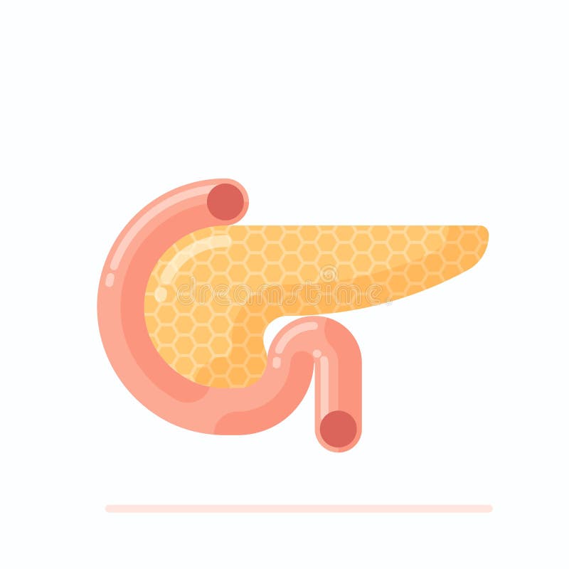 Pancreas Stock Illustrations – 7,607 Pancreas Stock Illustrations ...