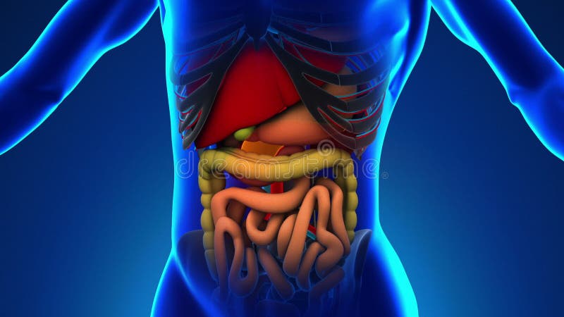 Anatomy of Human Pancreas - Medical X-Ray Scan Stock Footage - Video of ...