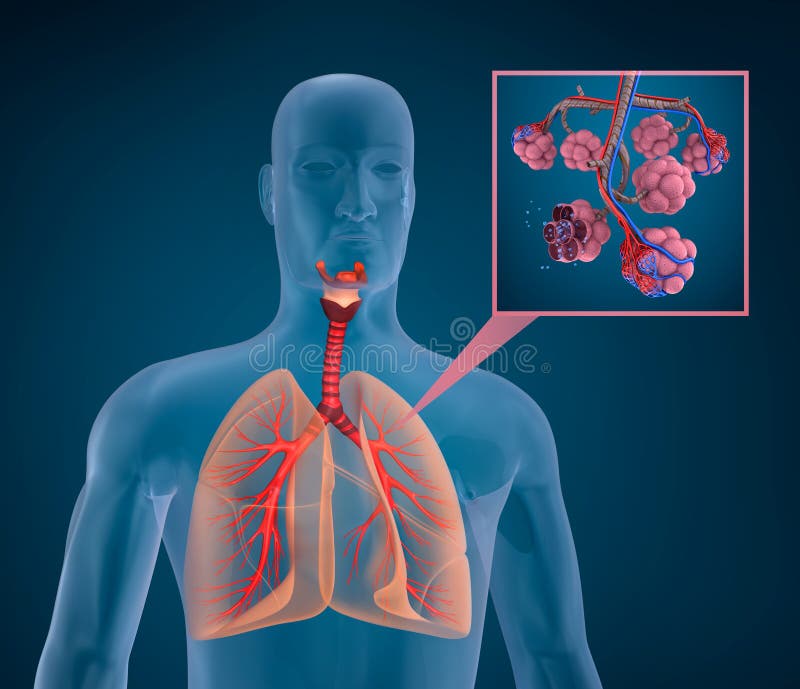 Anatomy of Human Respiratory System Stock Illustration - Illustration ...