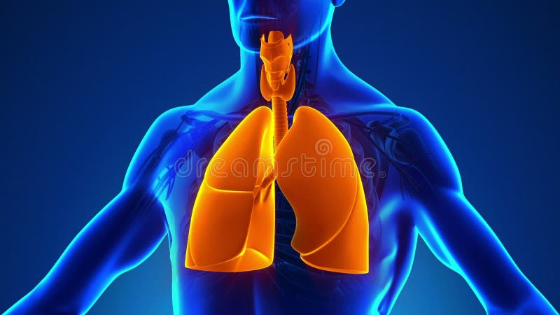 Human Respiratory System Lungs Anatomy Animation Concept Stock Video ...