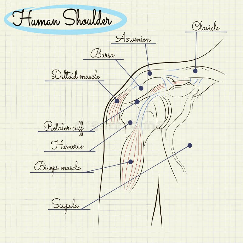 Shoulder Drawing Stock Illustrations – 5,061 Shoulder Drawing Stock ...