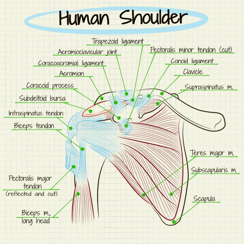 Anatomy of the Human Shoulder Detail Stock Vector - Illustration of ...
