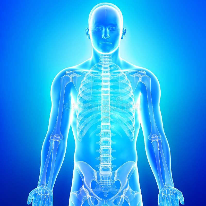 Anatomy of Human Skeleton in Blue Stock Illustration - Illustration of ...