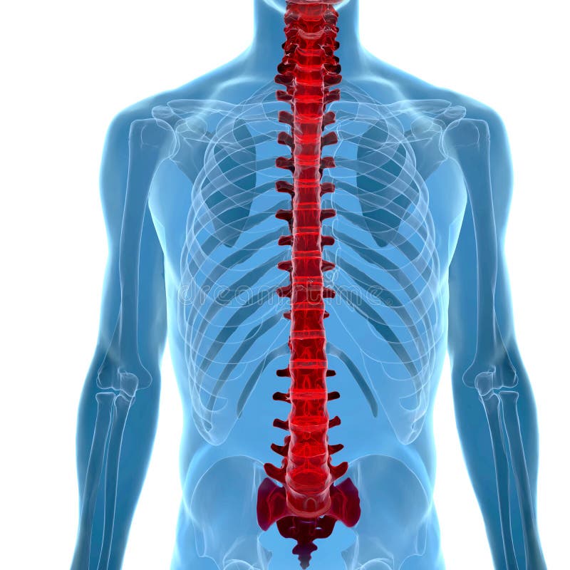 Human spine stock illustration. Illustration of orthopedist - 5971814