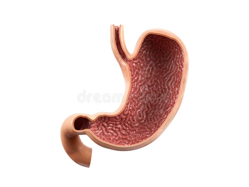 Anatomy of Human Stomach with Inside View Cut Section Isolated on White ...