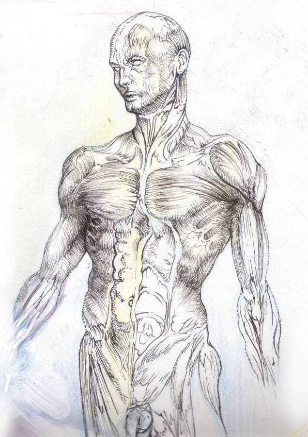 Anatomy of the Human Torso stock illustration. Illustration of torso ...