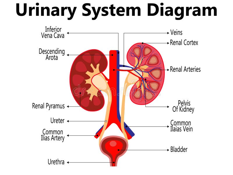 Anatomy of the Human Urinary System Stock Vector - Illustration of head ...