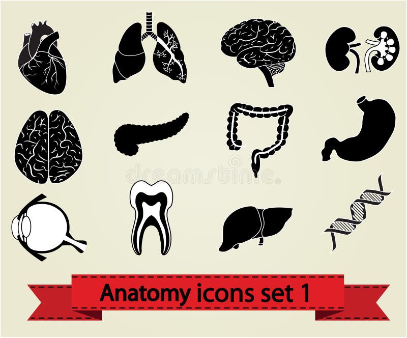 Internal organs icon set stock vector. Illustration of bone - 48583629