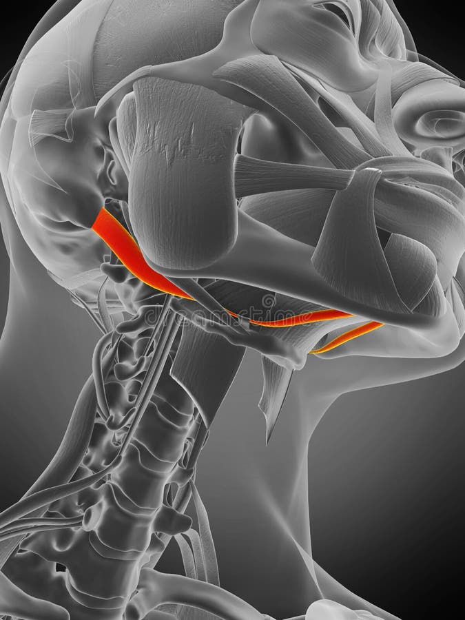 Digastric Muscle Stock Illustrations – 378 Digastric Muscle Stock ...