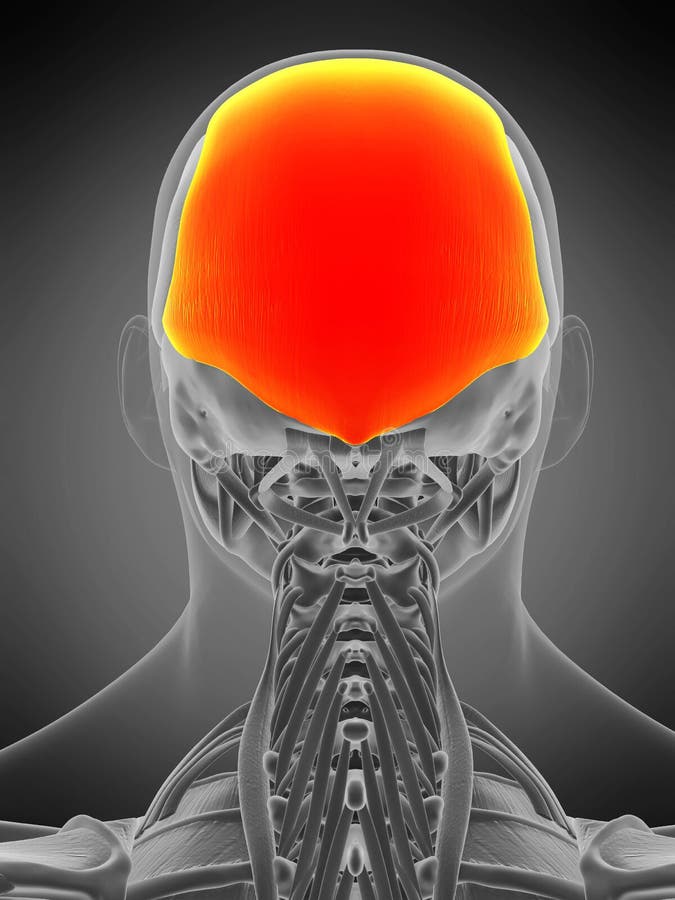 Anatomy Illustration - Frontalis Stock Illustration - Illustration of ...