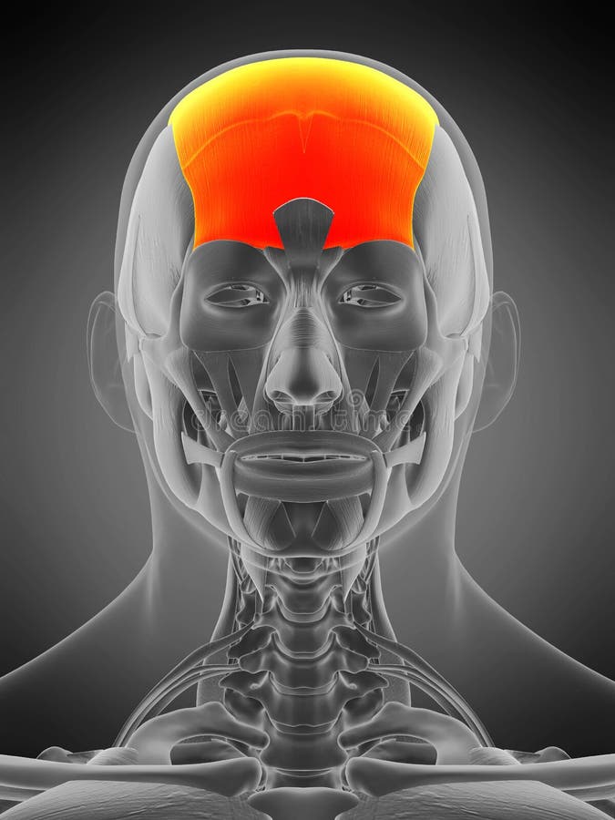 The frontalis muscle stock illustration. Illustration of frontalis ...