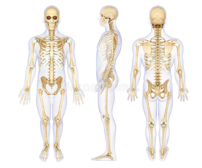 Male Skeleton with Semi-transparent Muscles Stock Illustration ...