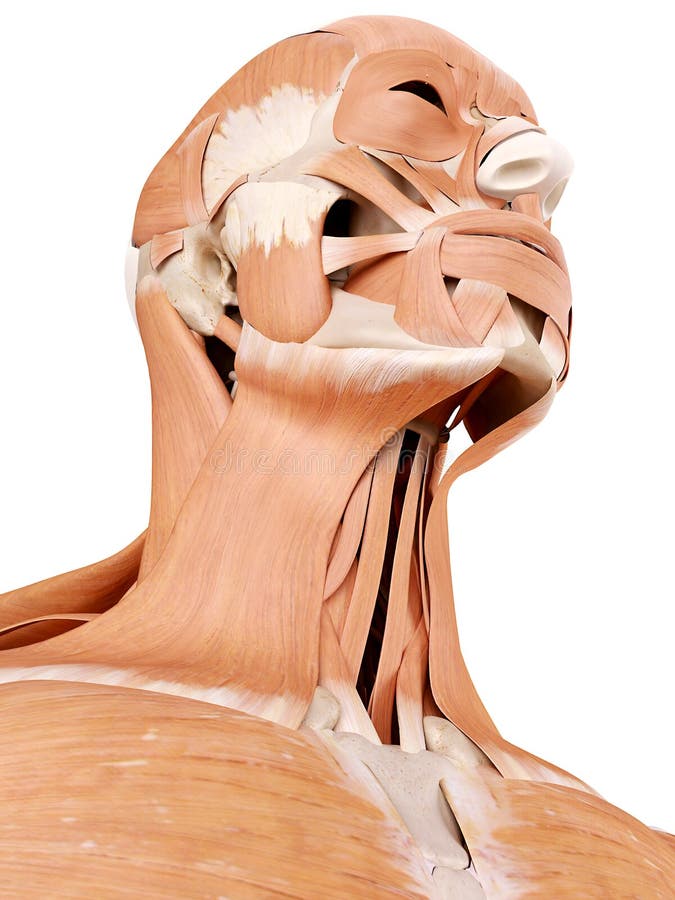 Anatomy Illustration - Neck Muscles Stock Illustration - Illustration ...