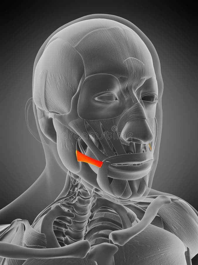 Sebastian Kaulitzki (Eraxion) - Illustrations